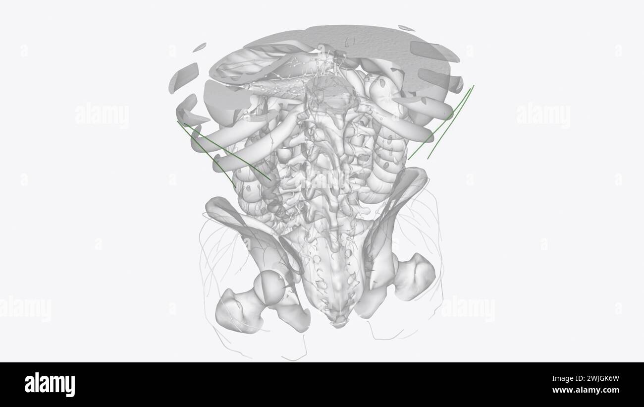 Superficial anatomy Cut Out Stock Images & Pictures - Alamy