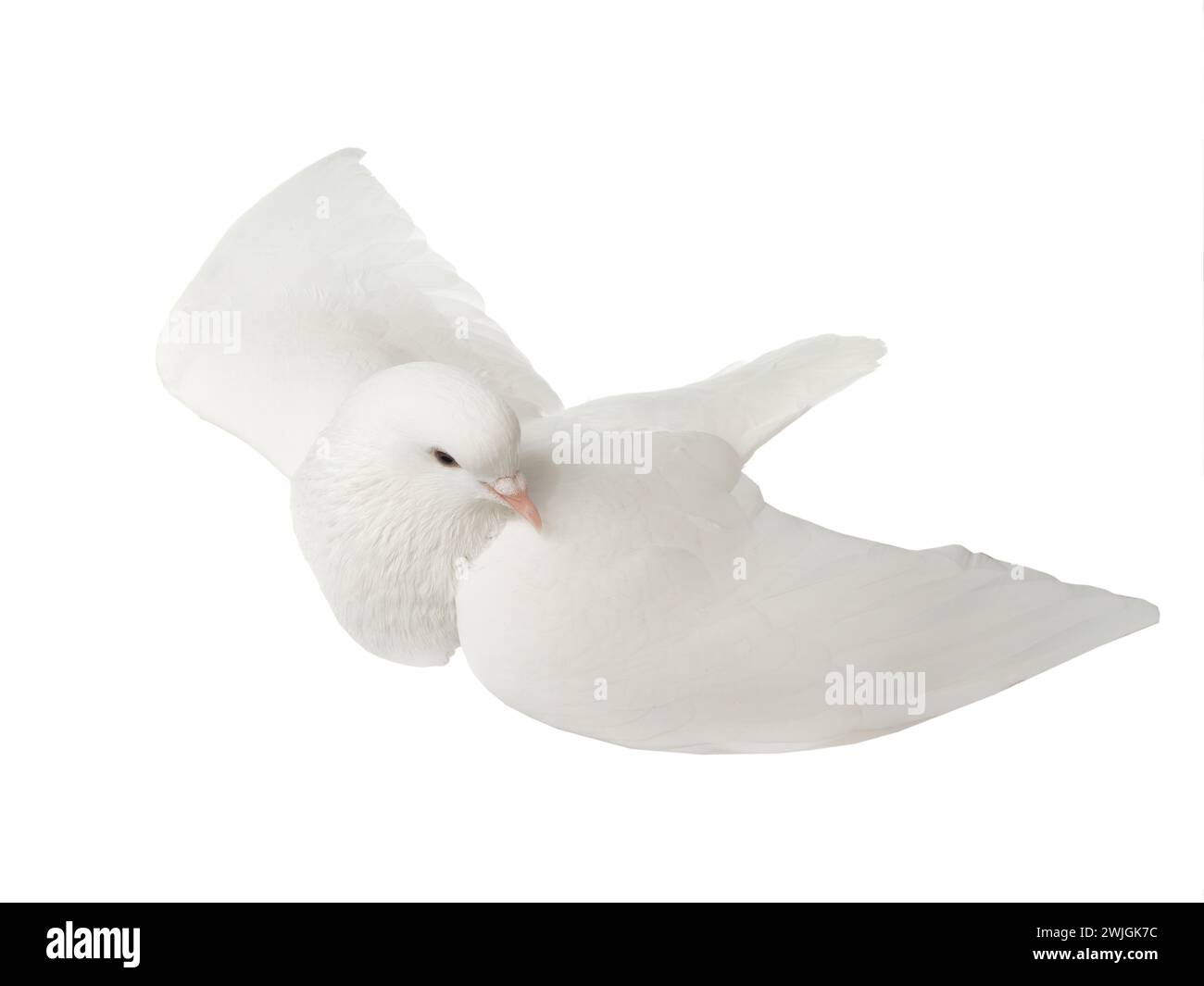 White dove holy spirit Cut Out Stock Images & Pictures - Alamy