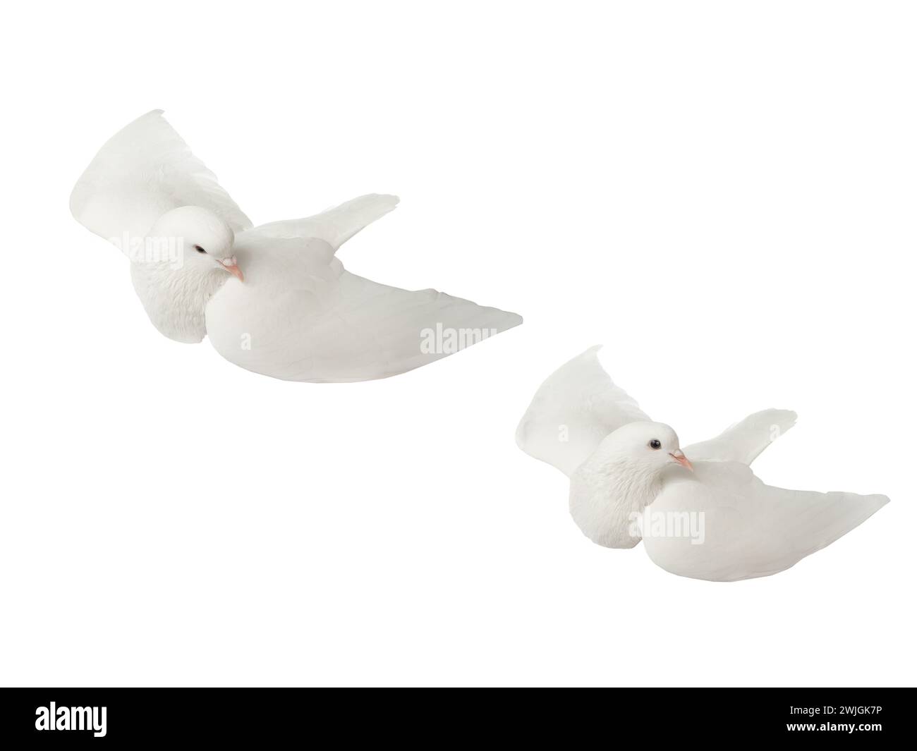 Two White dove in flight on a white background Stock Photo - Alamy