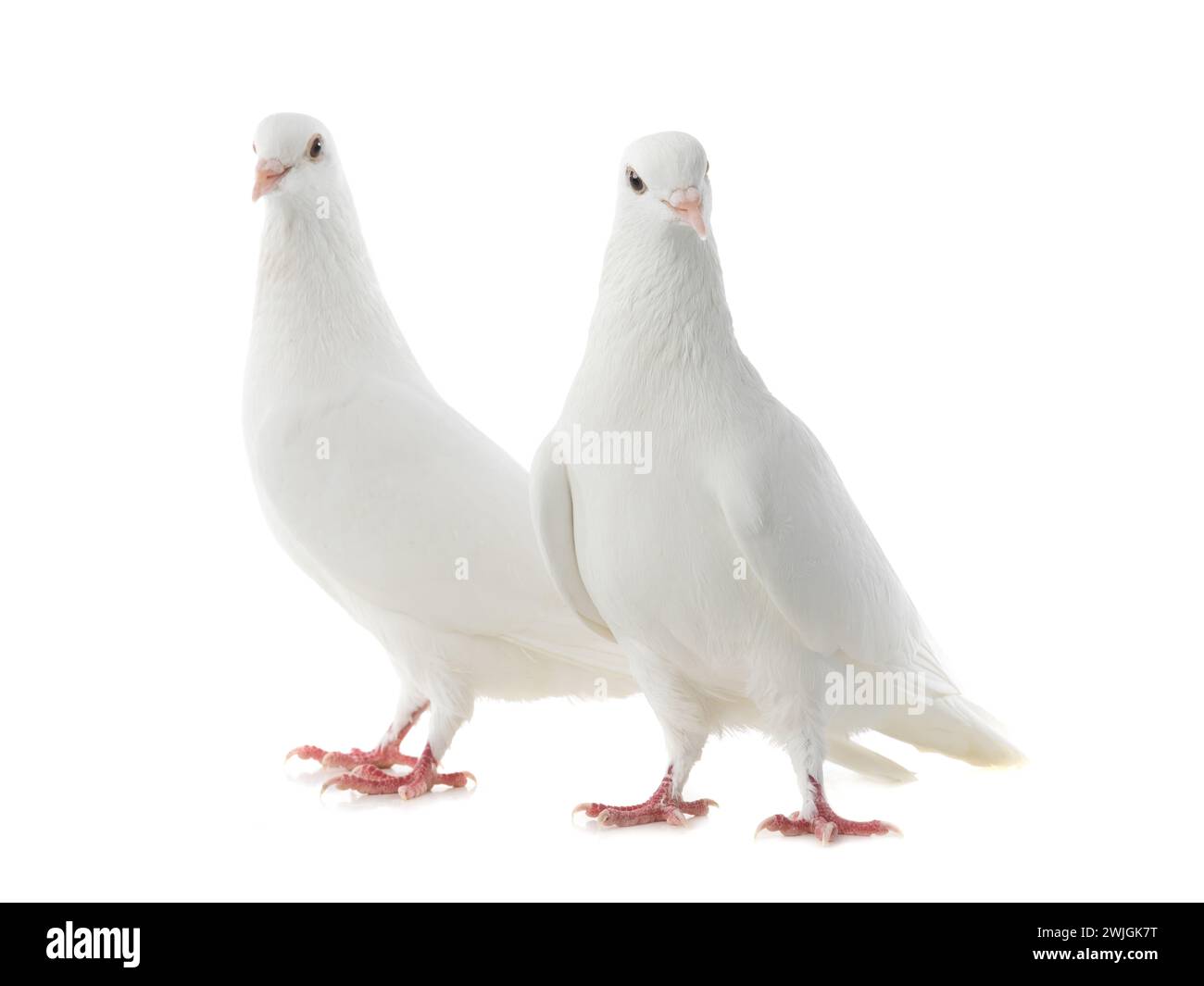 Two white doves isolated on a white background Stock Photo - Alamy