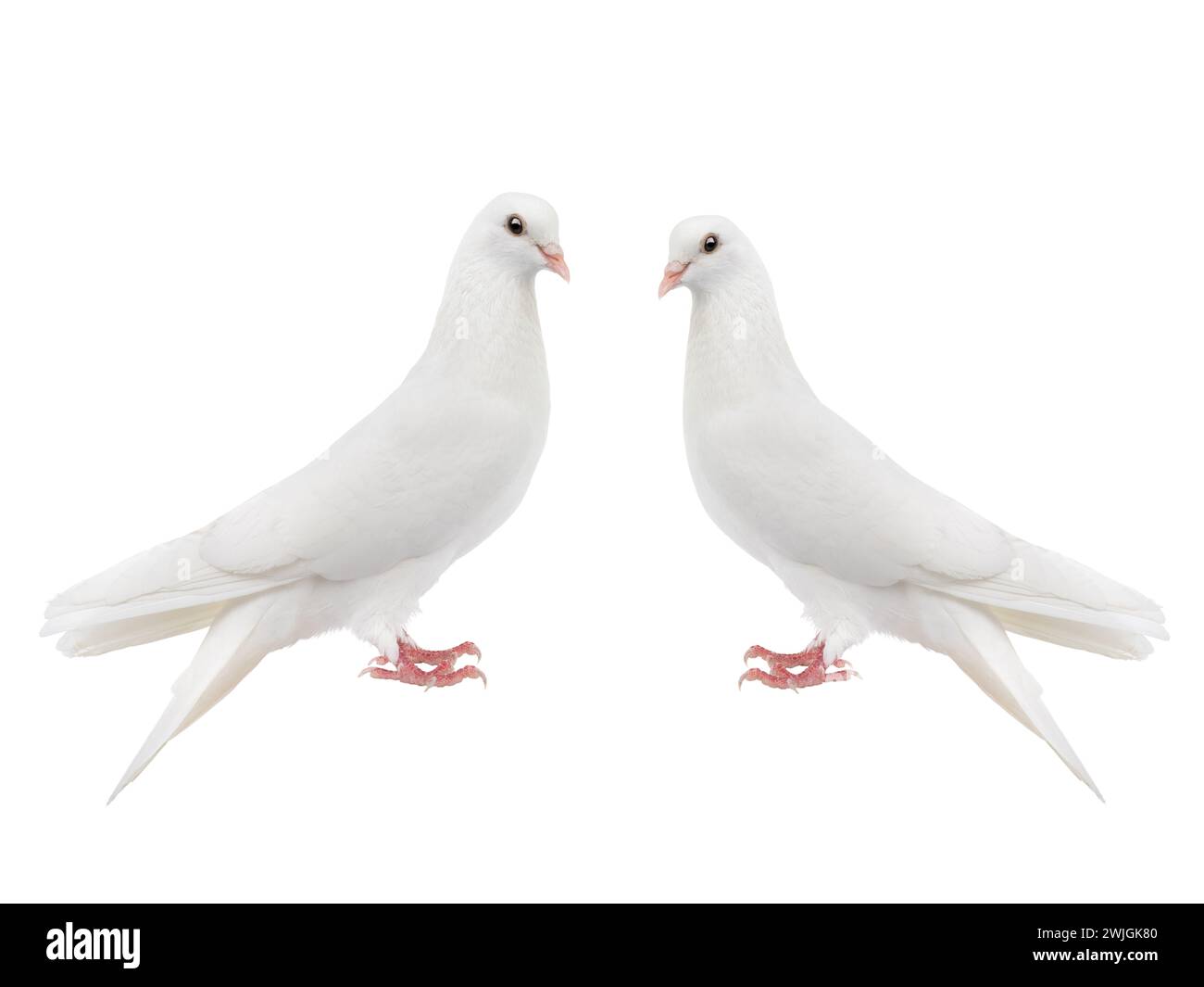 Two white doves isolated on a white background Stock Photo - Alamy