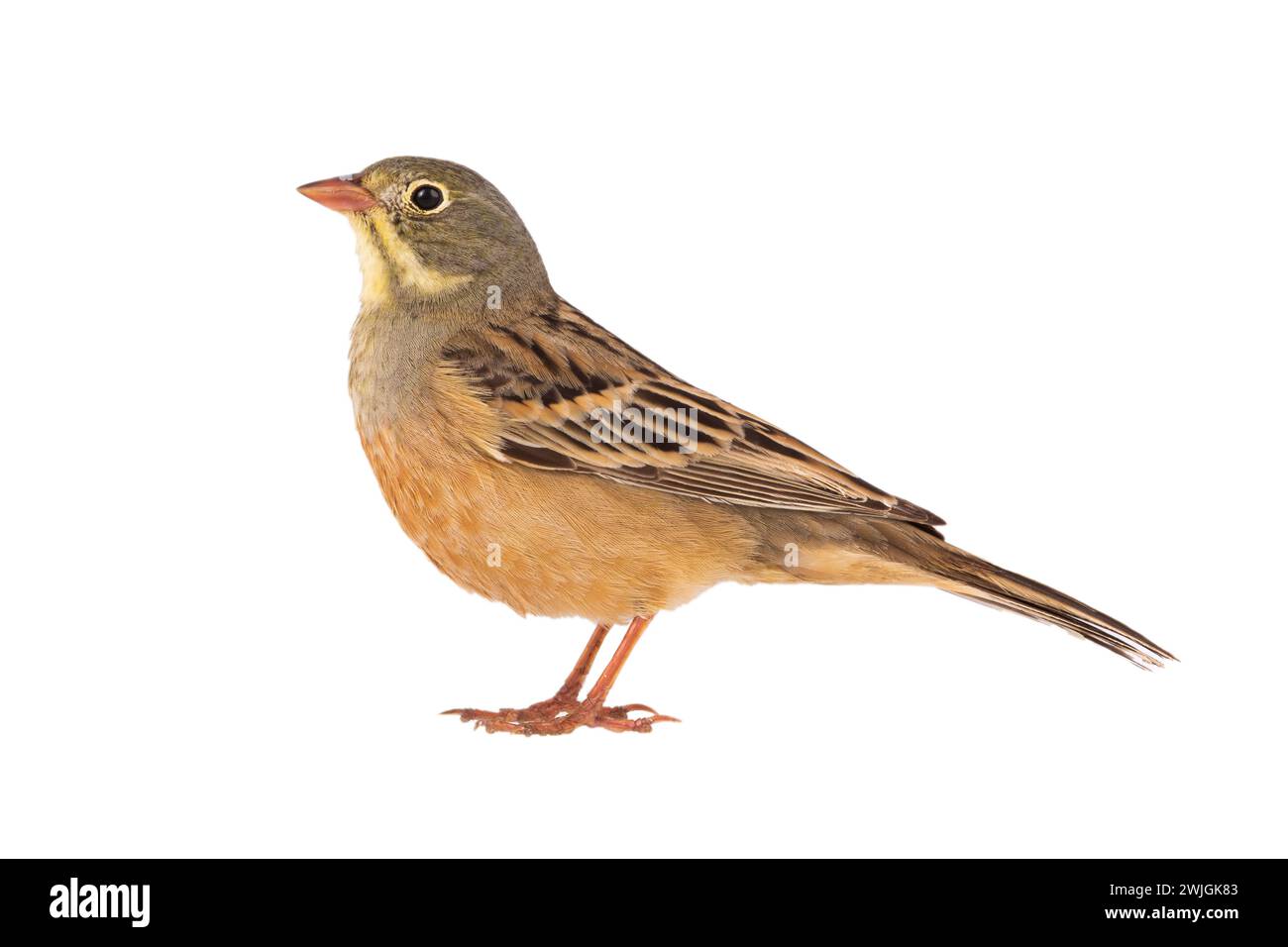 The ortolan emberiza hortulana hi-res stock photography and images - Alamy