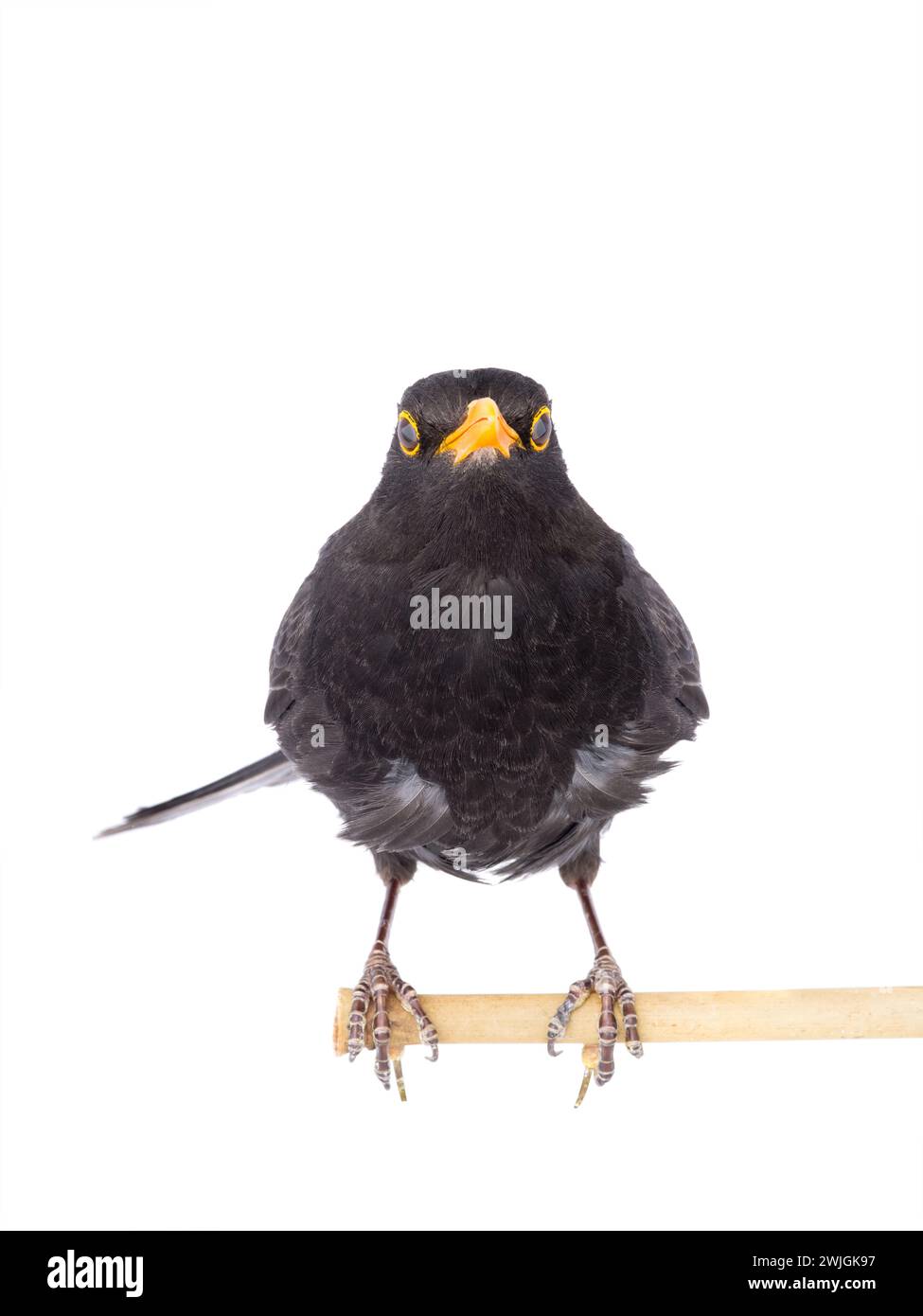 blackbird isolated on a white background Stock Photo - Alamy
