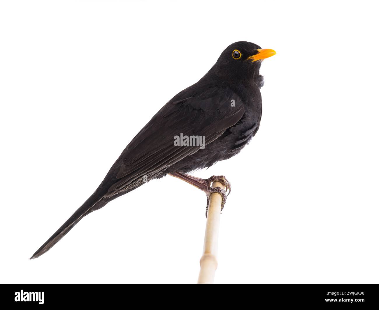 blackbird isolated on a white background Stock Photo - Alamy