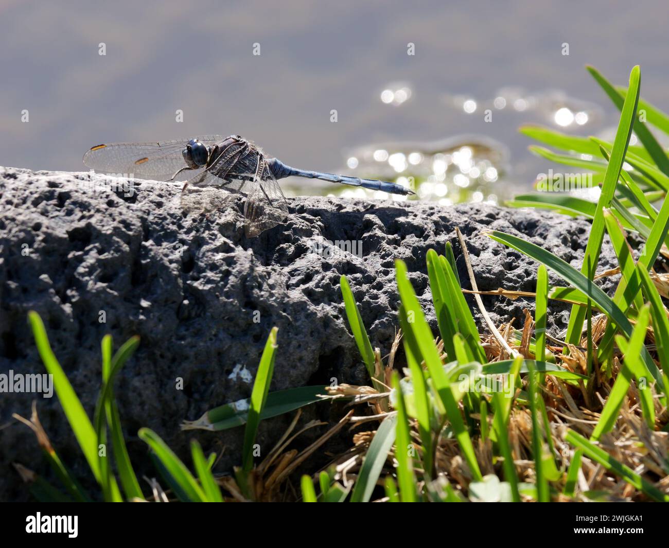 Rock day fly hi-res stock photography and images - Alamy