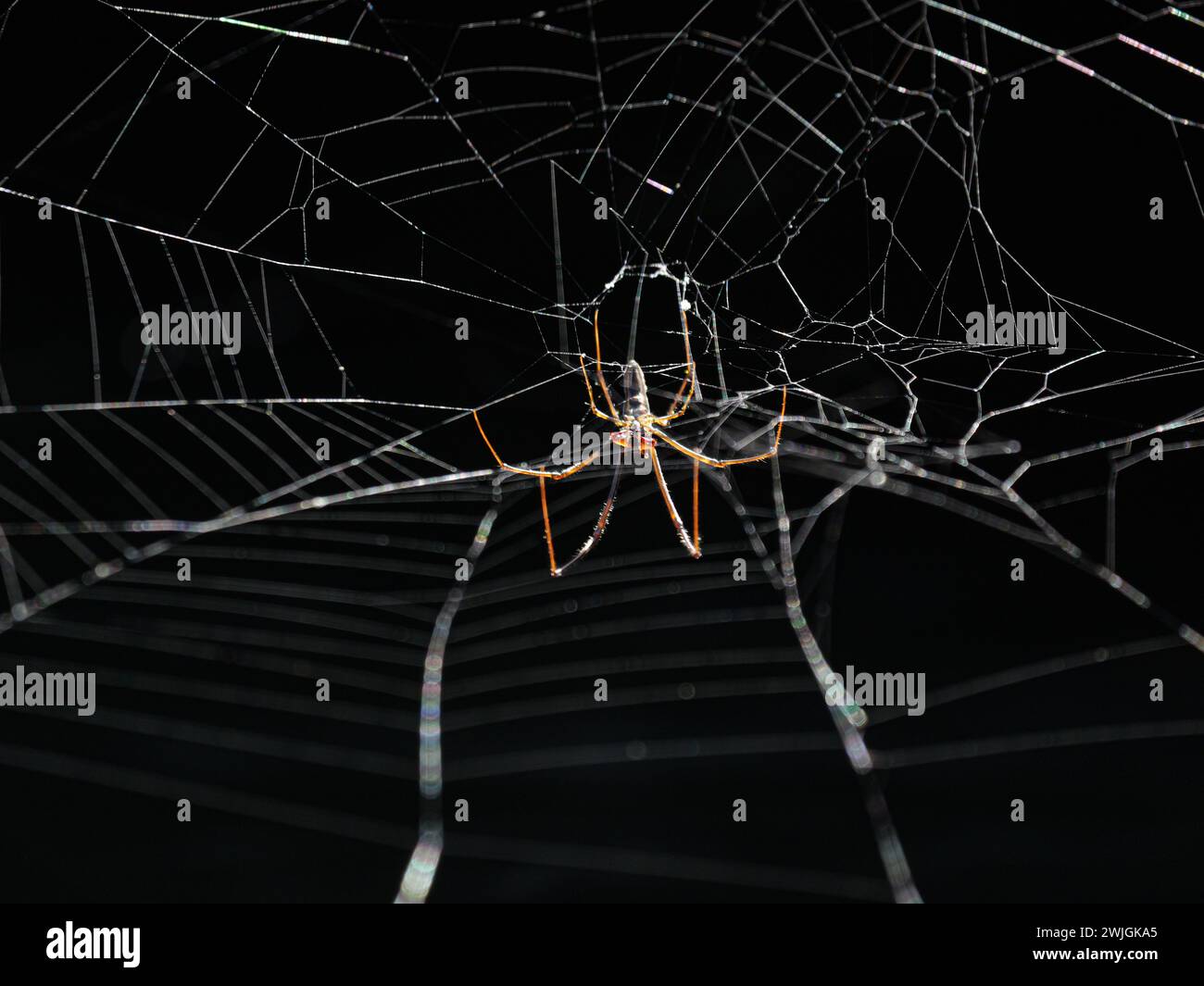 spider on spider web with black background Stock Photo - Alamy
