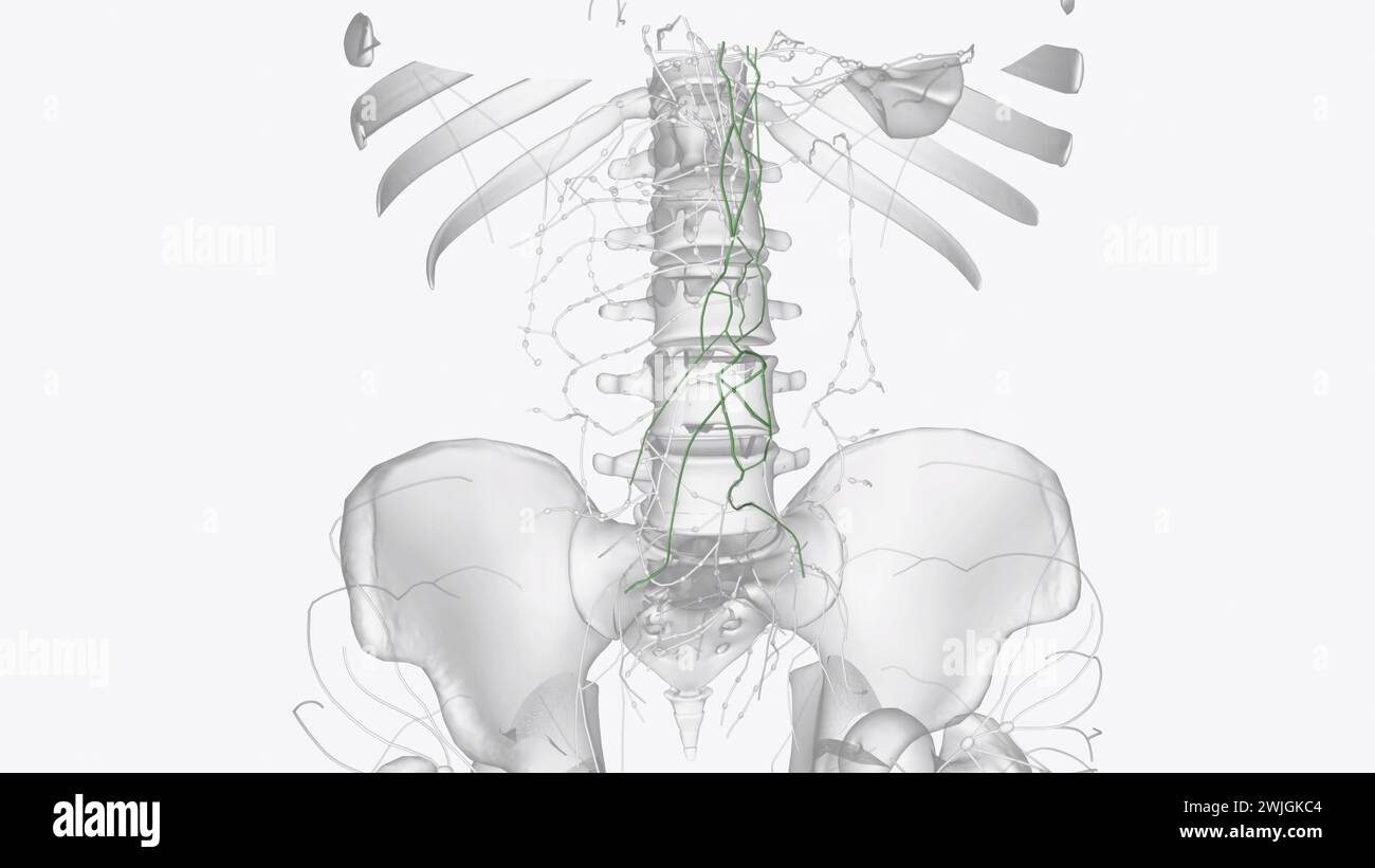 Lymphatic system female body anatomy Cut Out Stock Images & Pictures ...
