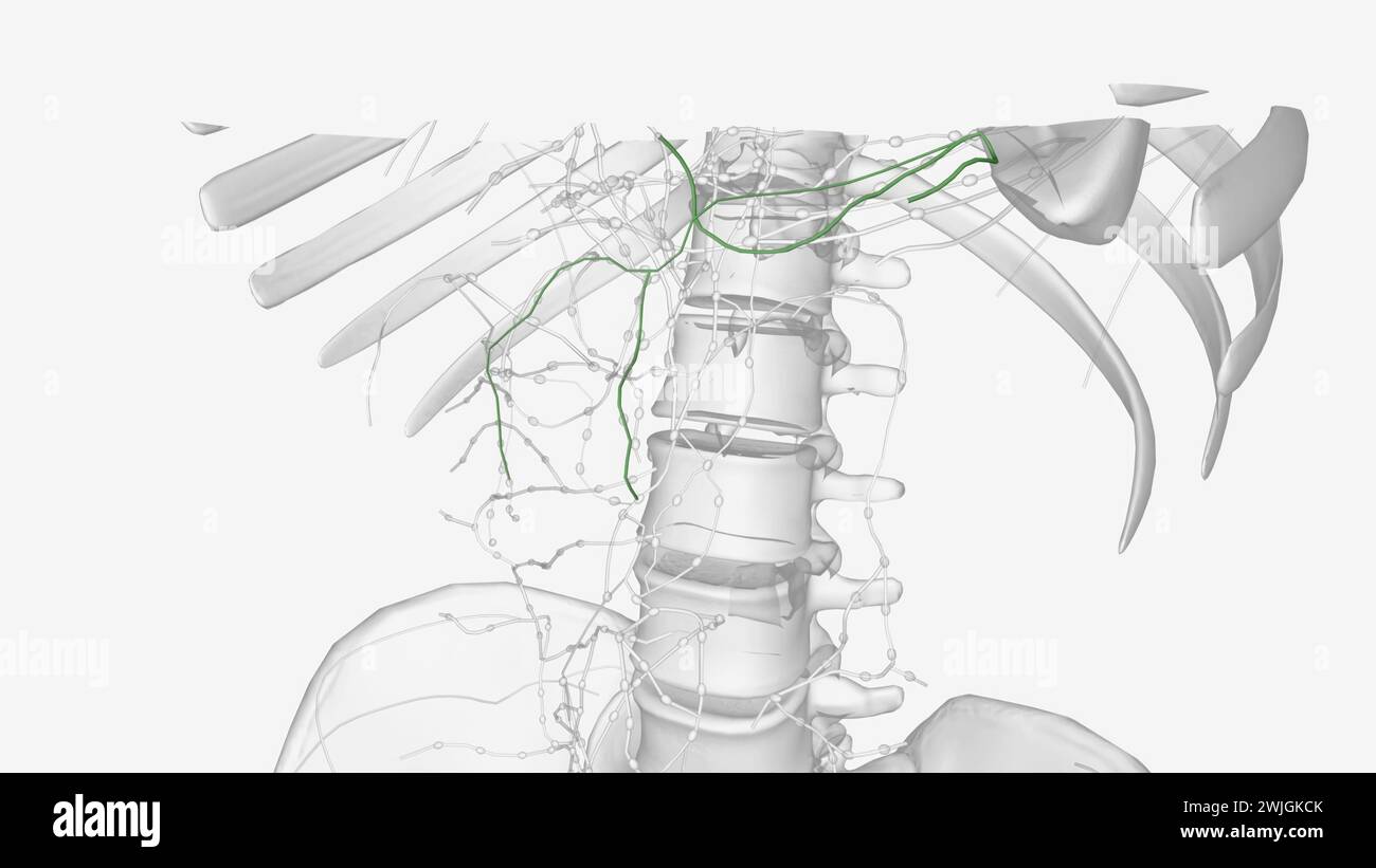 Pancreatic head hi-res stock photography and images - Alamy