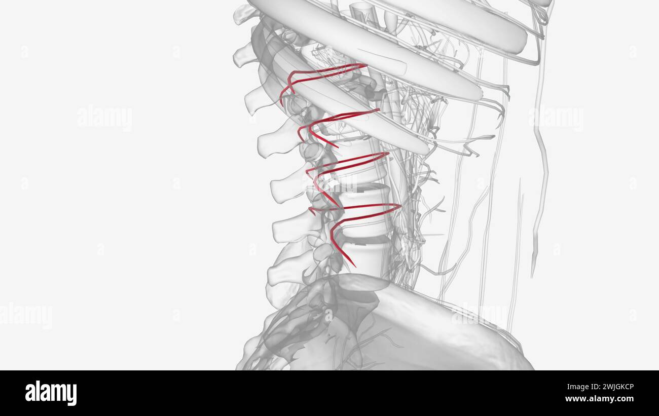 Posterior abdominal anatomy hi-res stock photography and images - Alamy