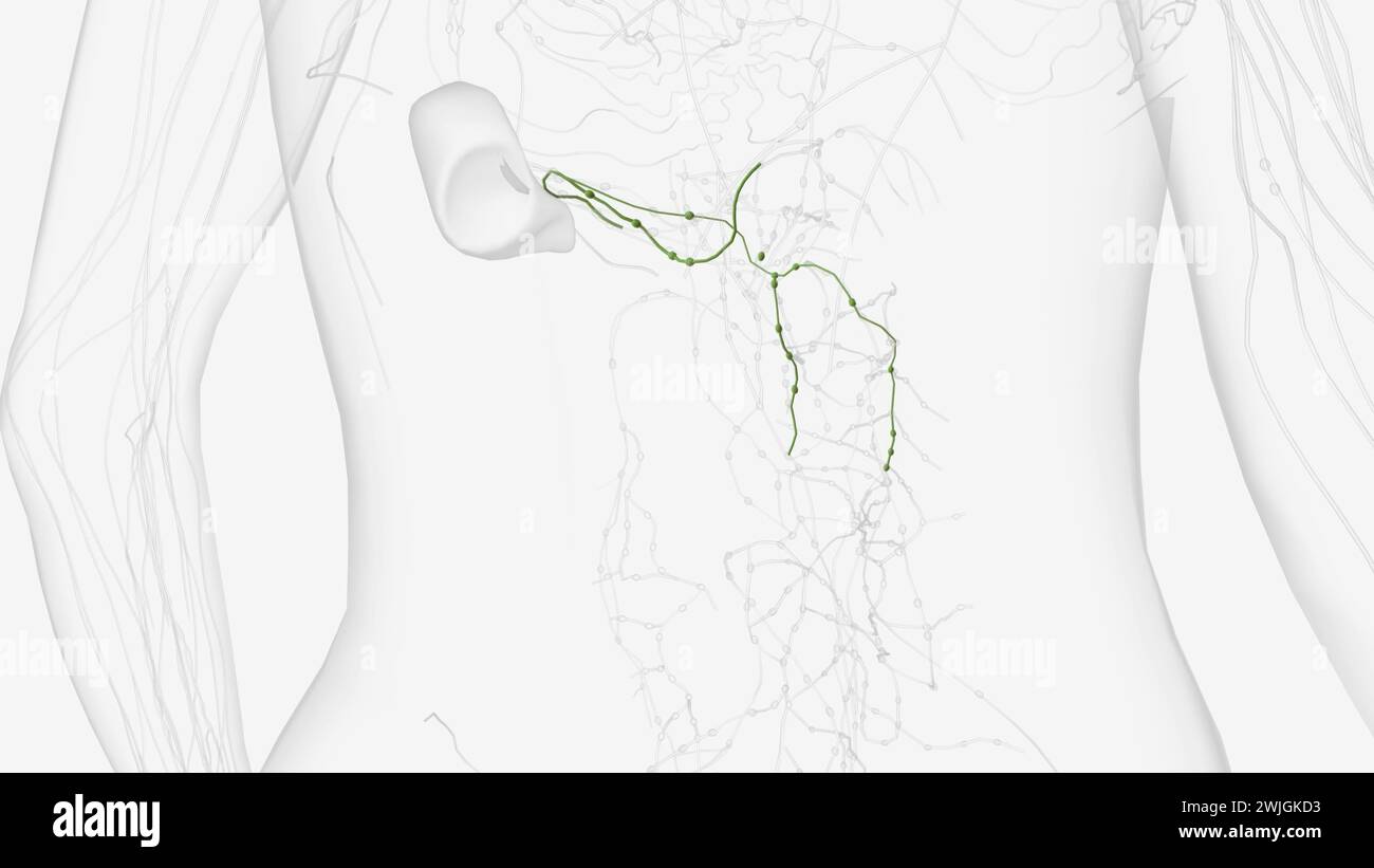 Lymphatic system of neck and head hi-res stock photography and images ...