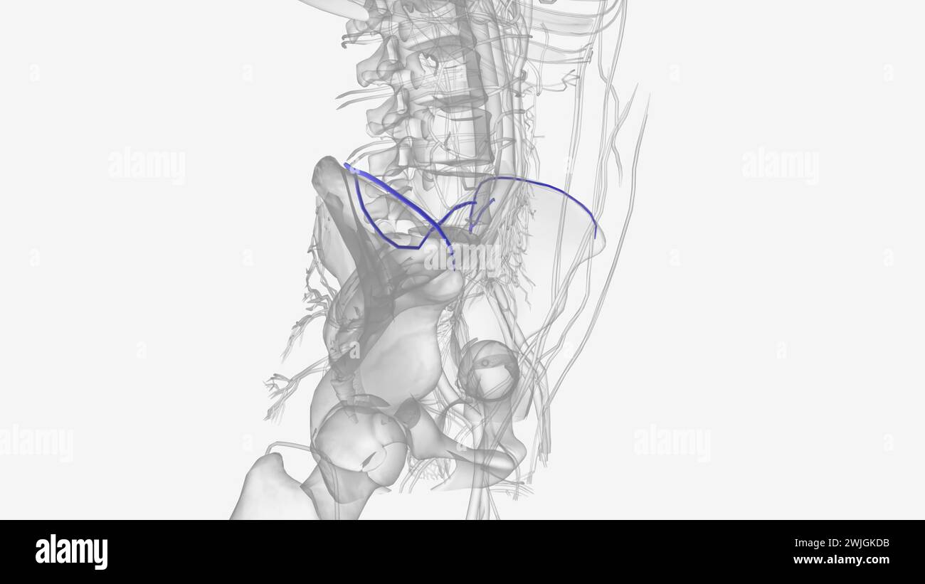 The iliolumbar vein is the vena comitans of the iliolumbar artery 3d ...