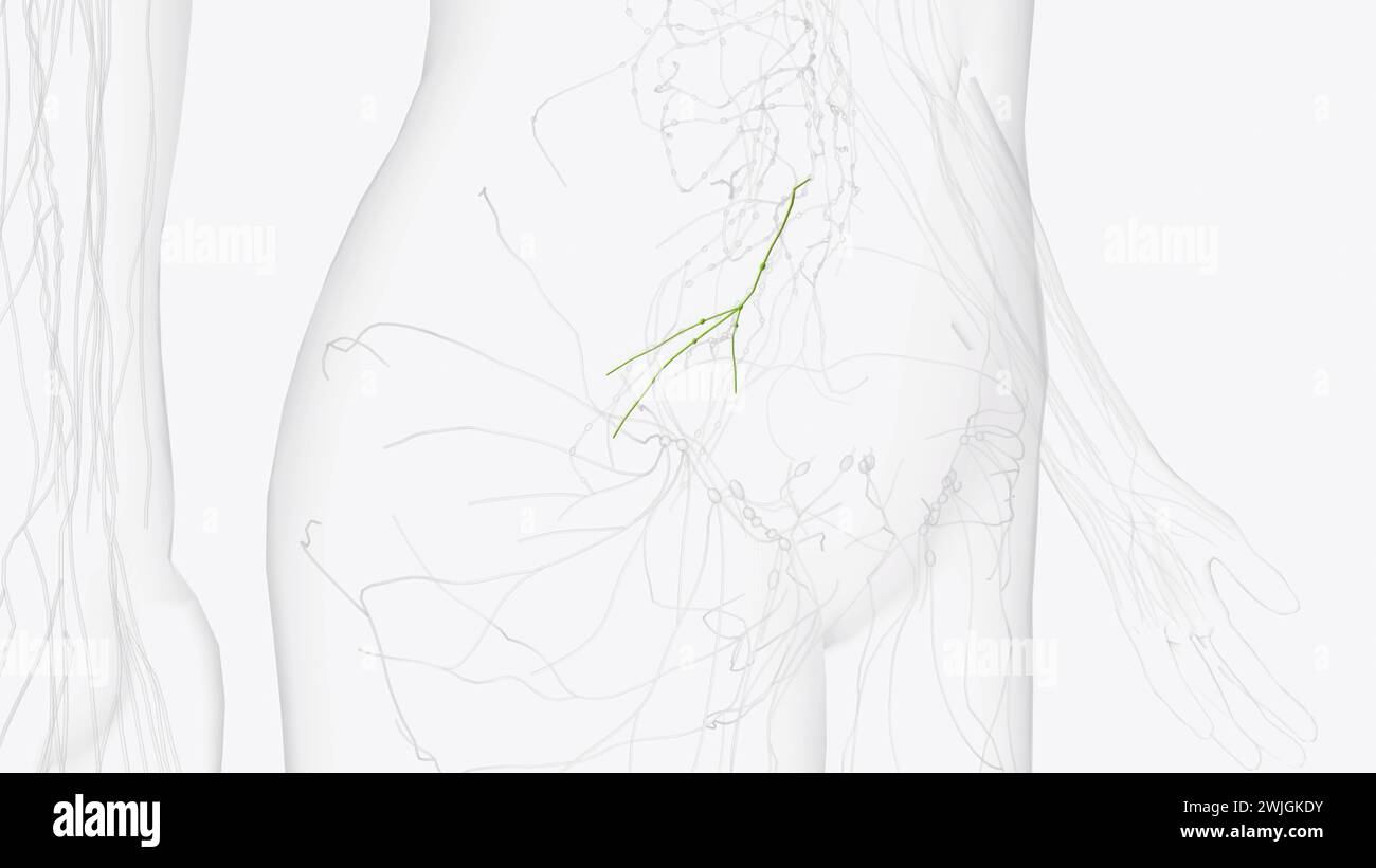 Sacral lymph nodes hi-res stock photography and images - Alamy