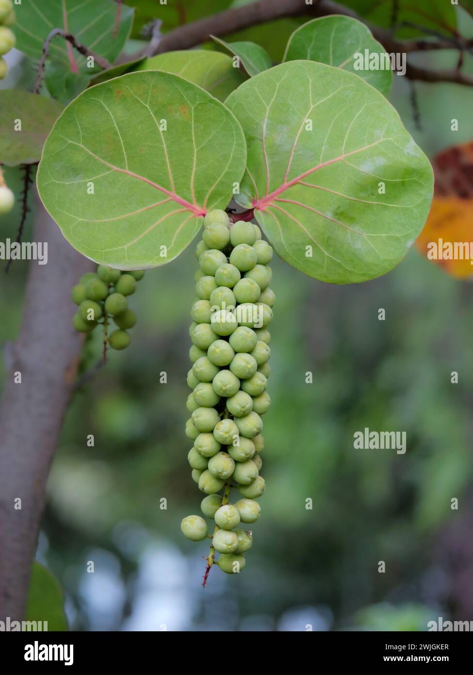 Coccoloba hi-res stock photography and images - Alamy