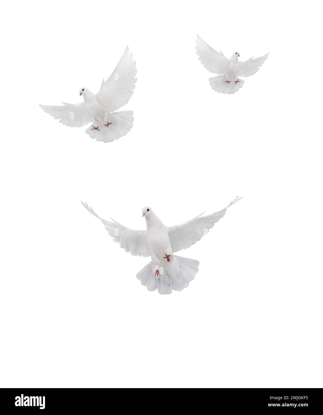 three free flying white dove isolated on a white background as symbol ...