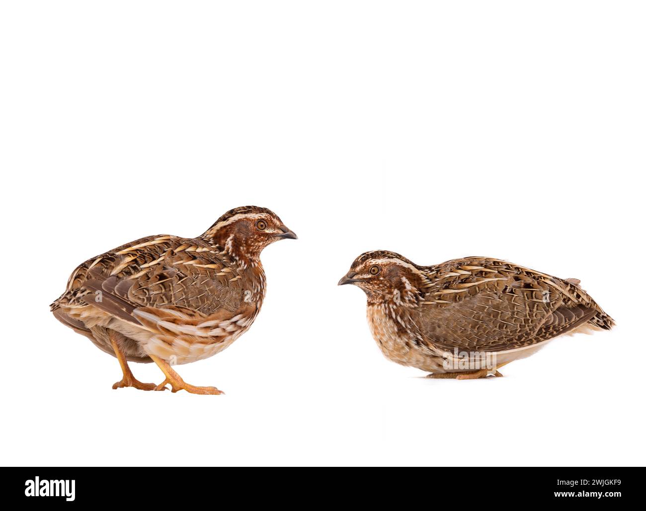 two wild quail ( Coturnix coturnix) isolated on a white background in ...