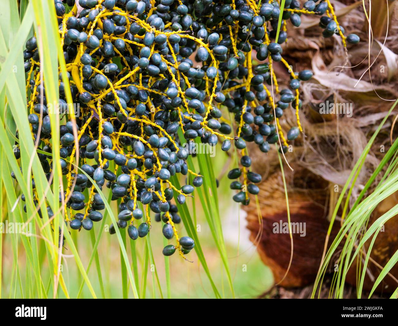 close up of fan palm fruits in the nature Stock Photo - Alamy