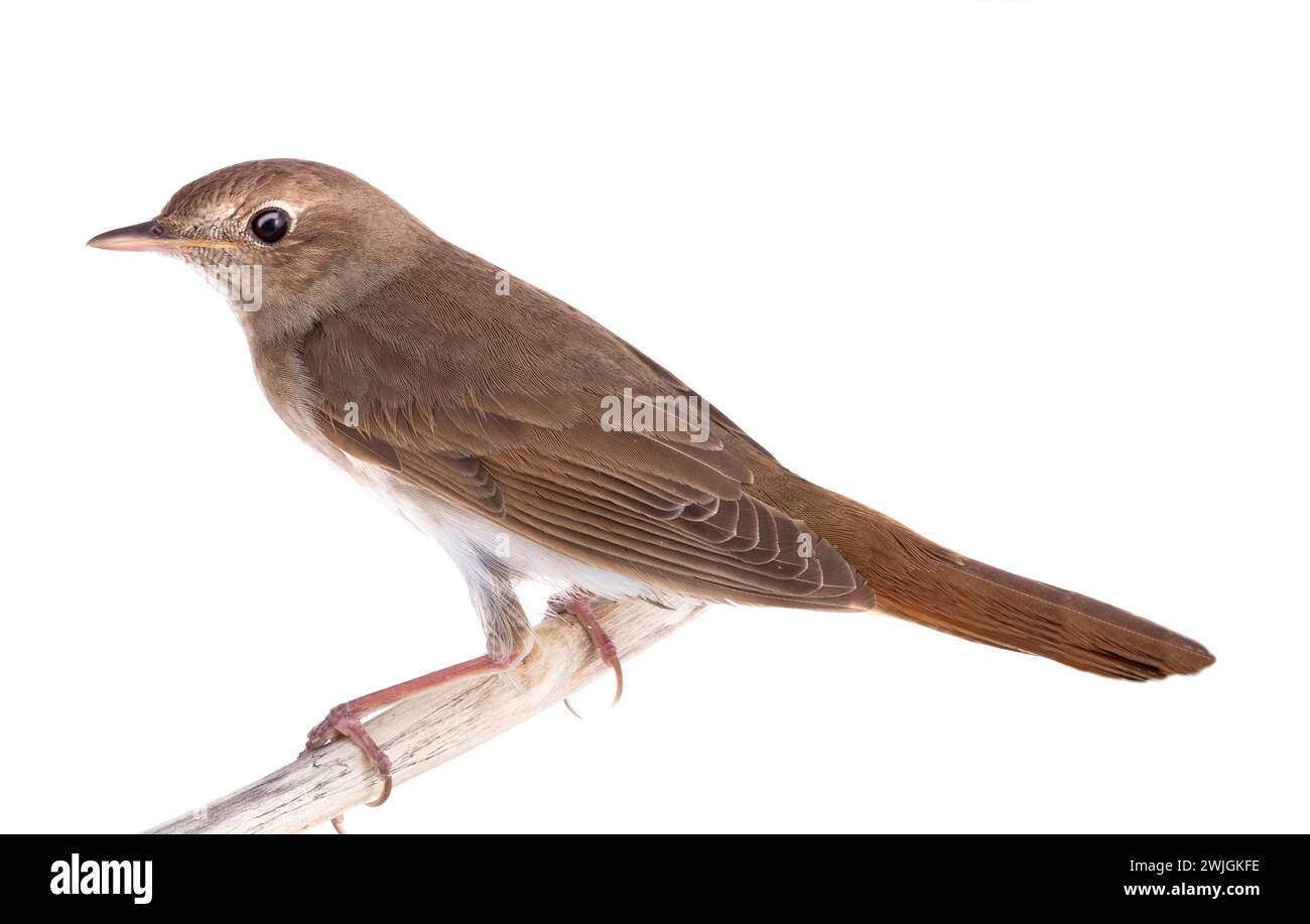 Nightingale sits on a branch isolated on a white background Stock Photo ...