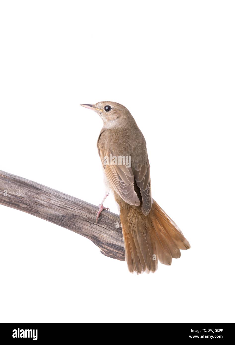 Nightingale sits on a branch isolated on a white background Stock Photo ...
