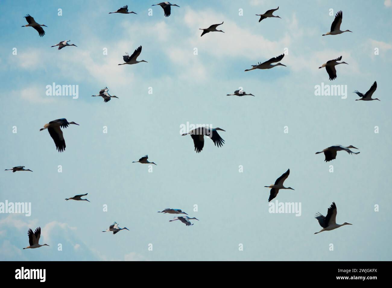 Flock birds storks flying hi-res stock photography and images - Alamy