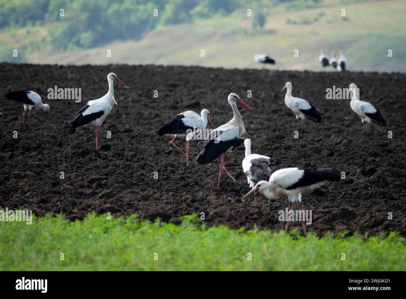 Large family walk across field hi-res stock photography and images - Alamy