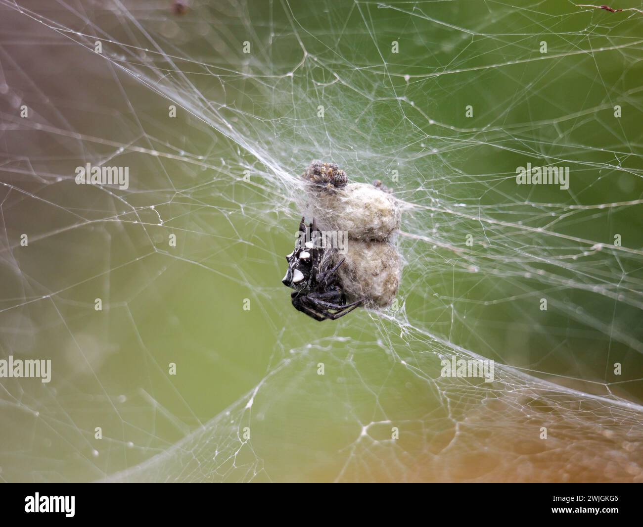 black white spider with offspring in nature Stock Photo - Alamy