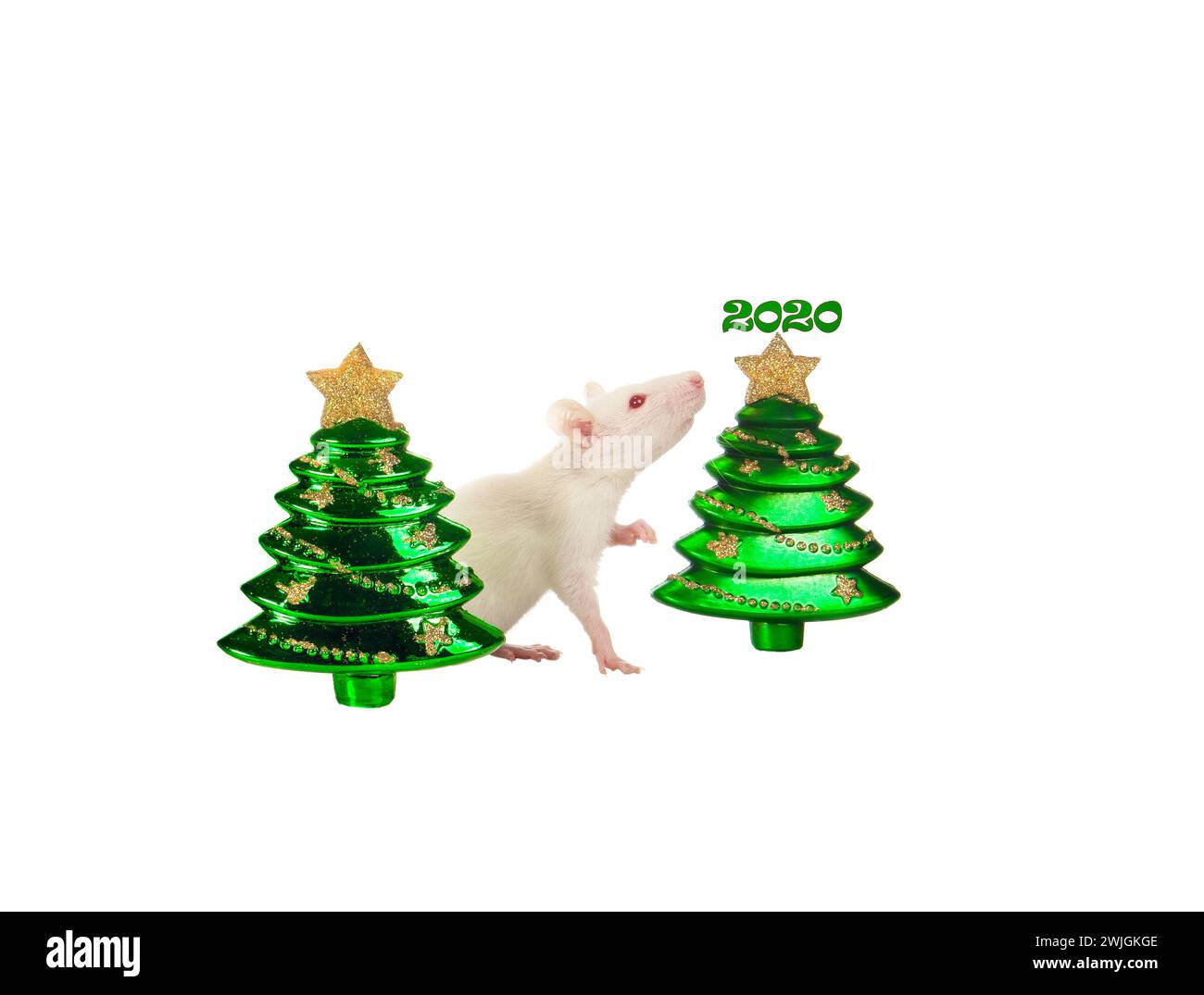 Rat with a Christmas toy isolated on a white background Stock Photo - Alamy