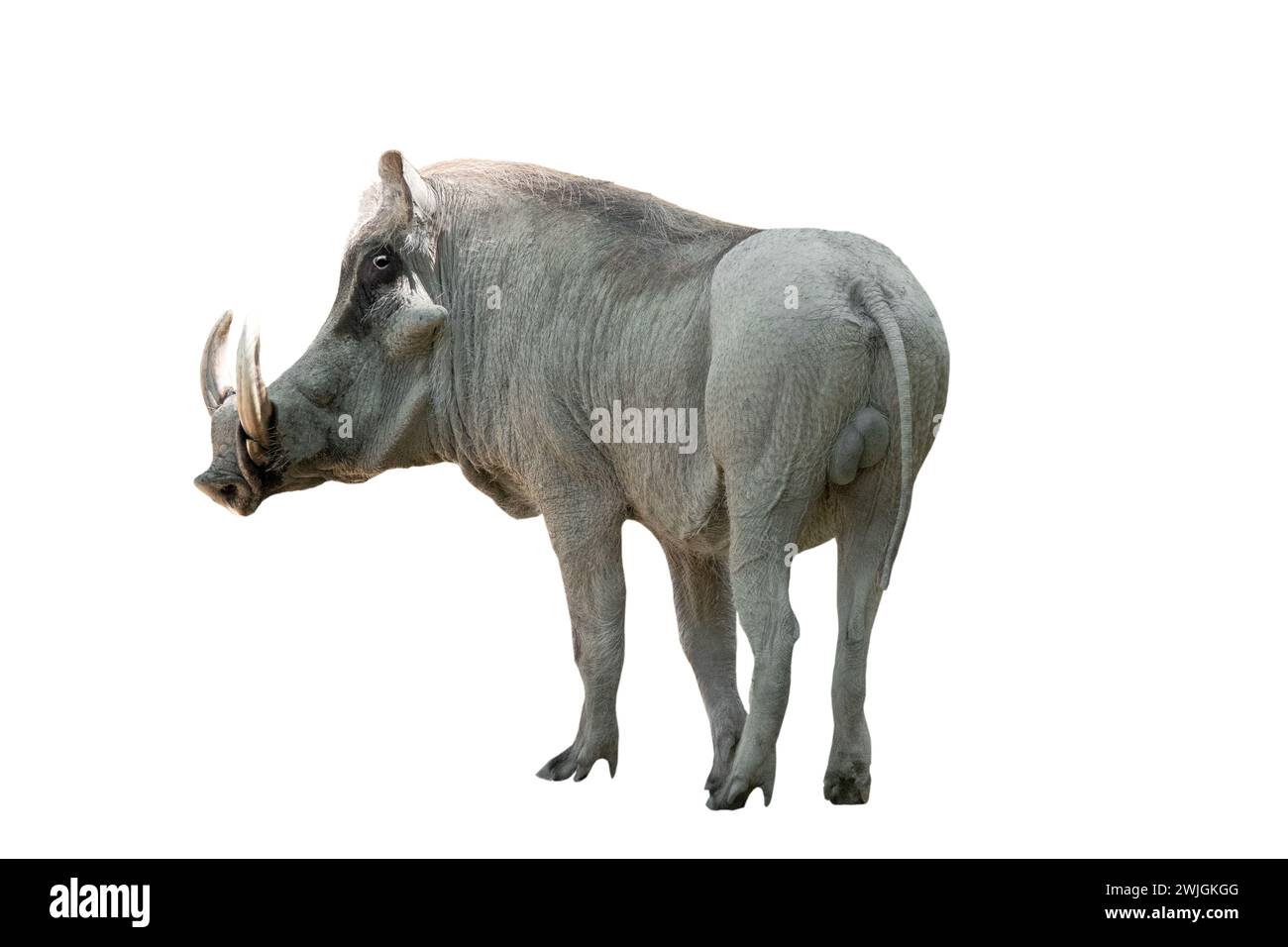 warthog isolated on white background Stock Photo - Alamy