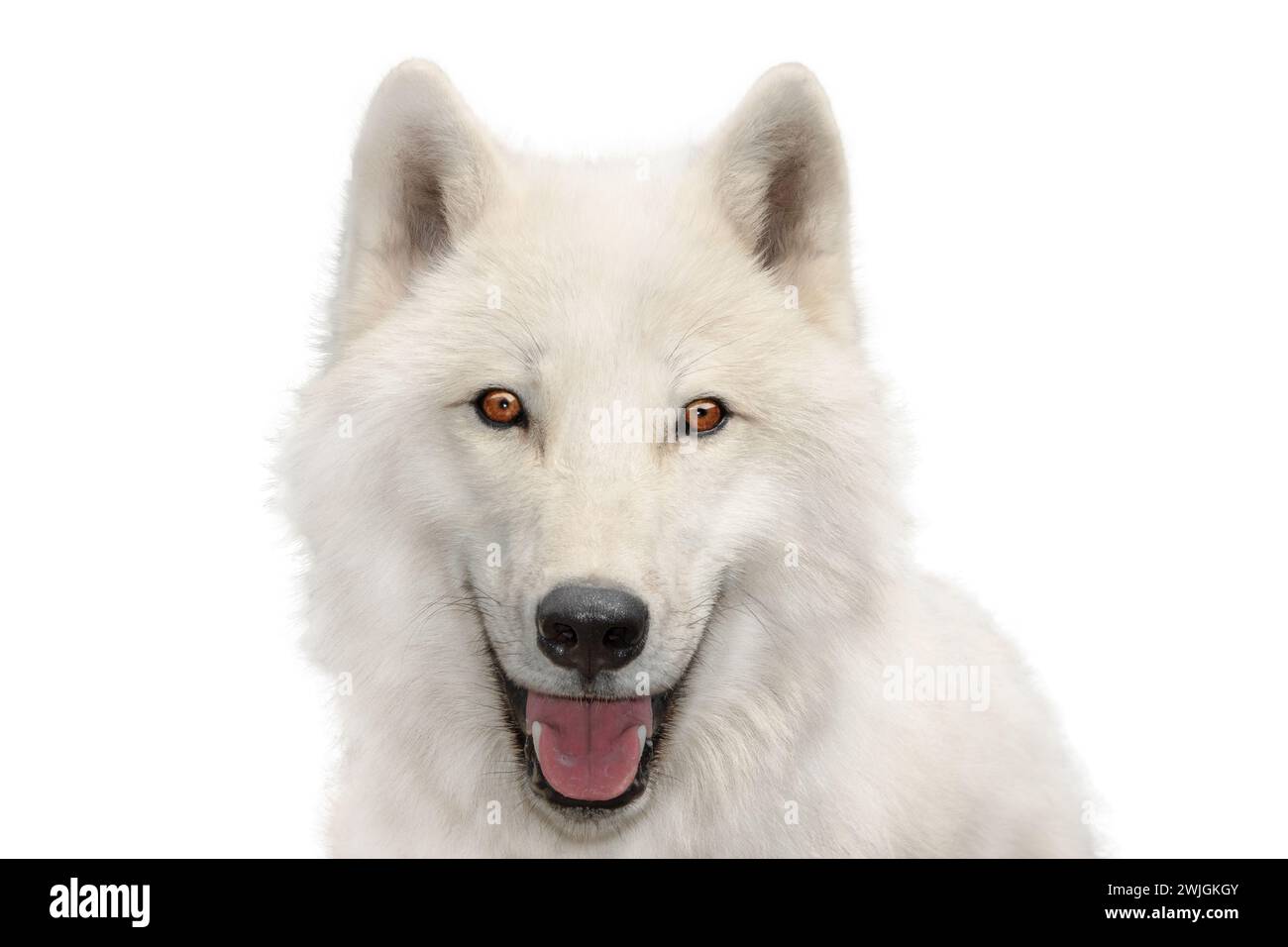 Portrait polar wolf isolated hi-res stock photography and images - Alamy