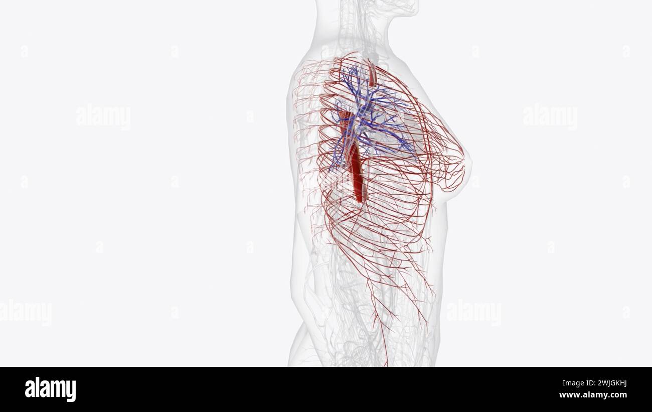 Arteries Of Thorax Thoracic Artery Subclavian Artery Pulmonary Artery
