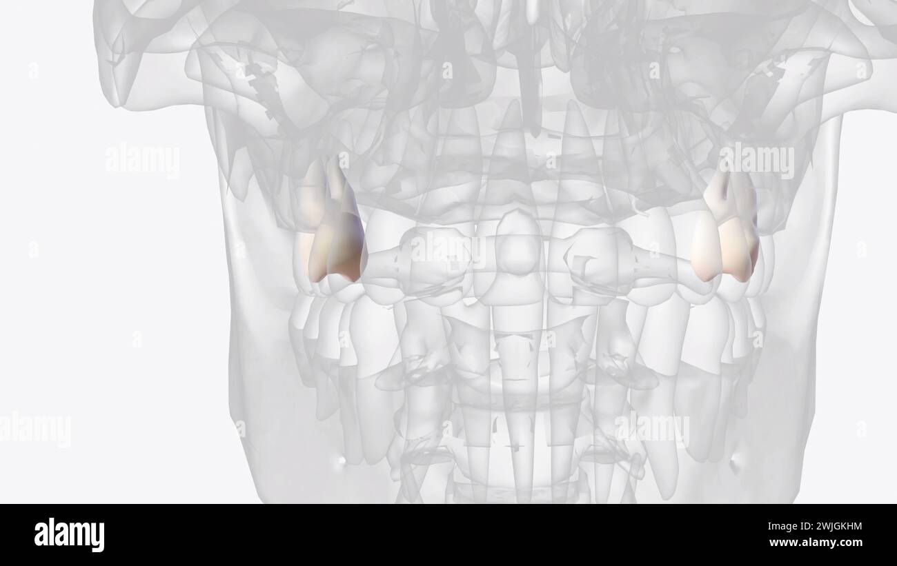 Maxillary fracture hi-res stock photography and images - Alamy