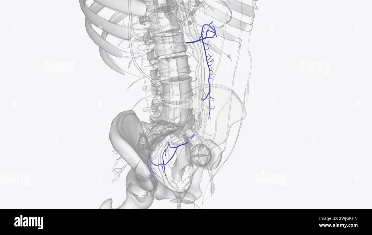Inferior mesenteric vein hi-res stock photography and images - Alamy