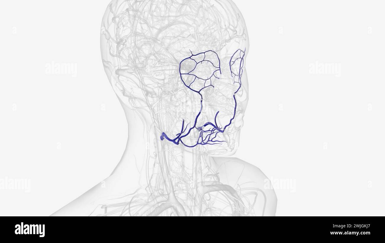 Blood capillaries muscle hi-res stock photography and images - Alamy