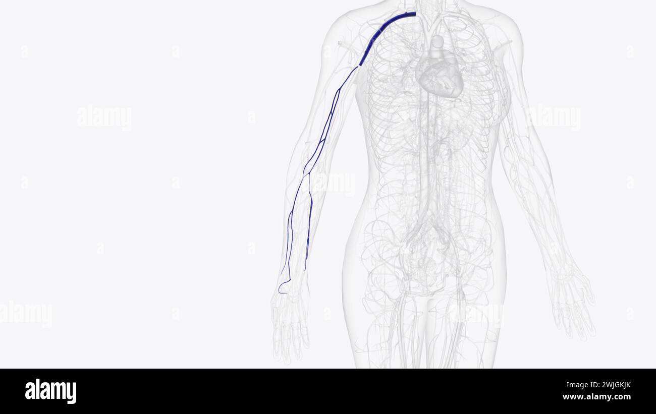 Deep veins of right arm and forearm 3d illustration Stock Photo - Alamy