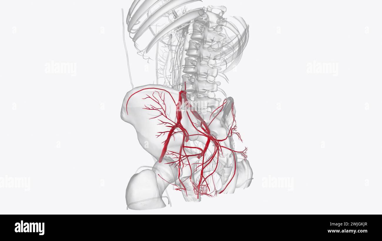 Internal iliac arteries hi-res stock photography and images - Alamy