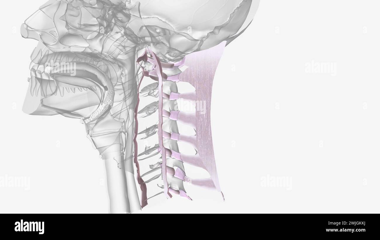 Ligamentum Flavum Neurospine