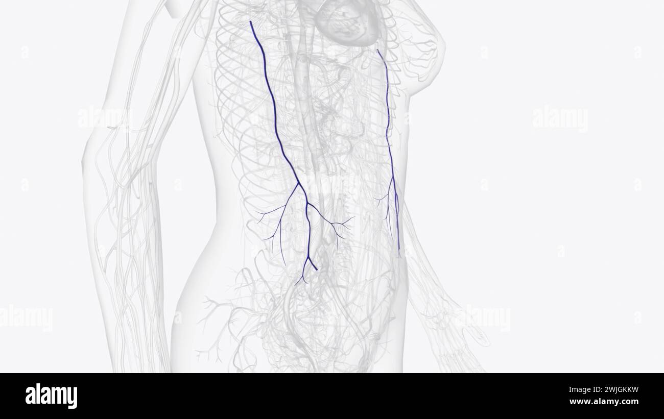 Lateral superficial hi-res stock photography and images - Alamy