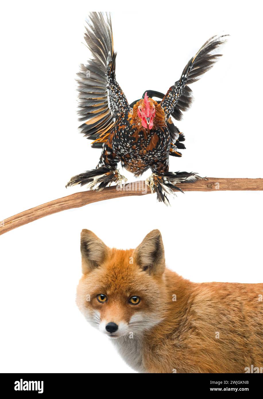 Rooster and fox isolated on a white background Stock Photo - Alamy