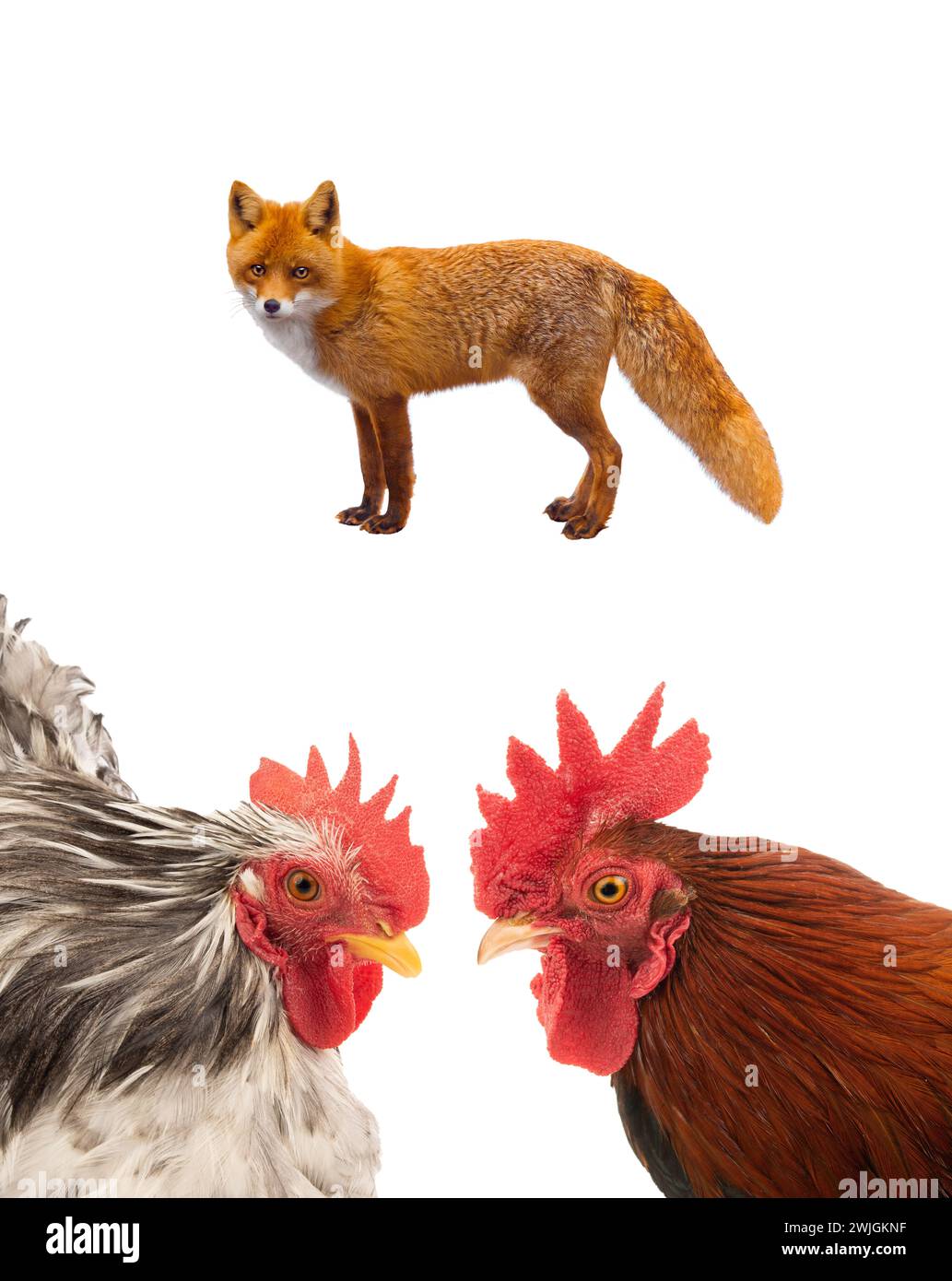 Rooster and fox isolated on a white background Stock Photo - Alamy