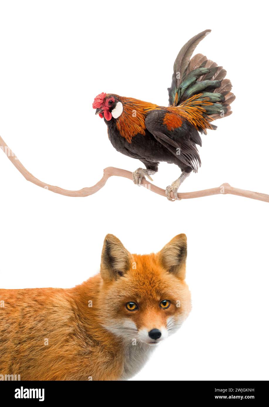 Rooster and fox isolated on a white background Stock Photo - Alamy