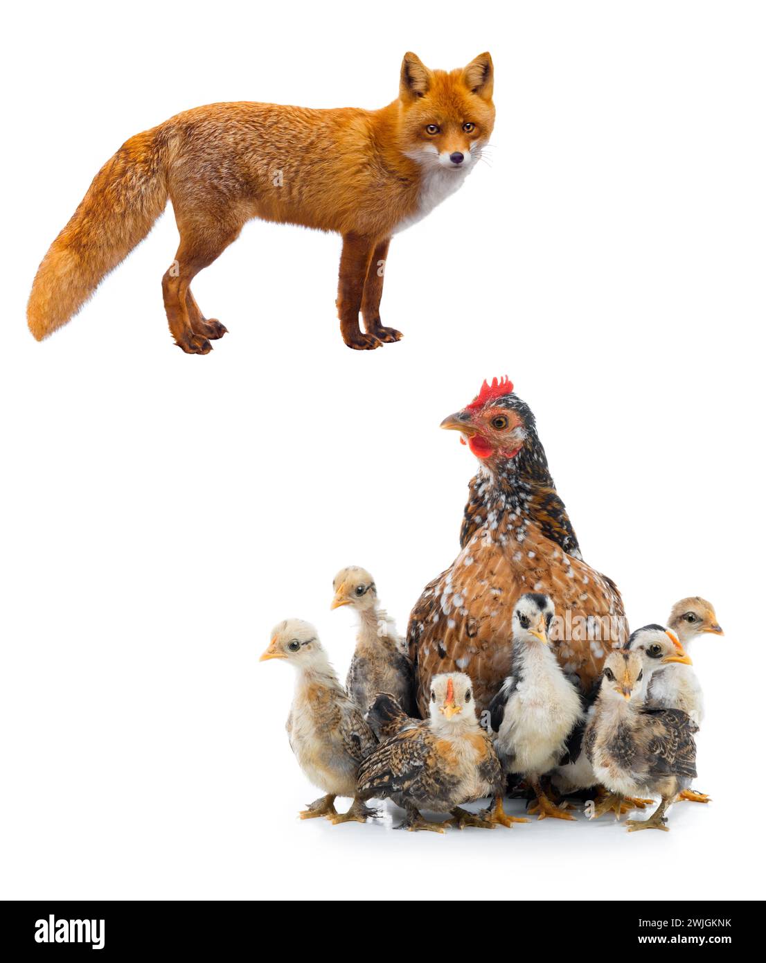 Chicken and fox isolated on a white background Stock Photo - Alamy
