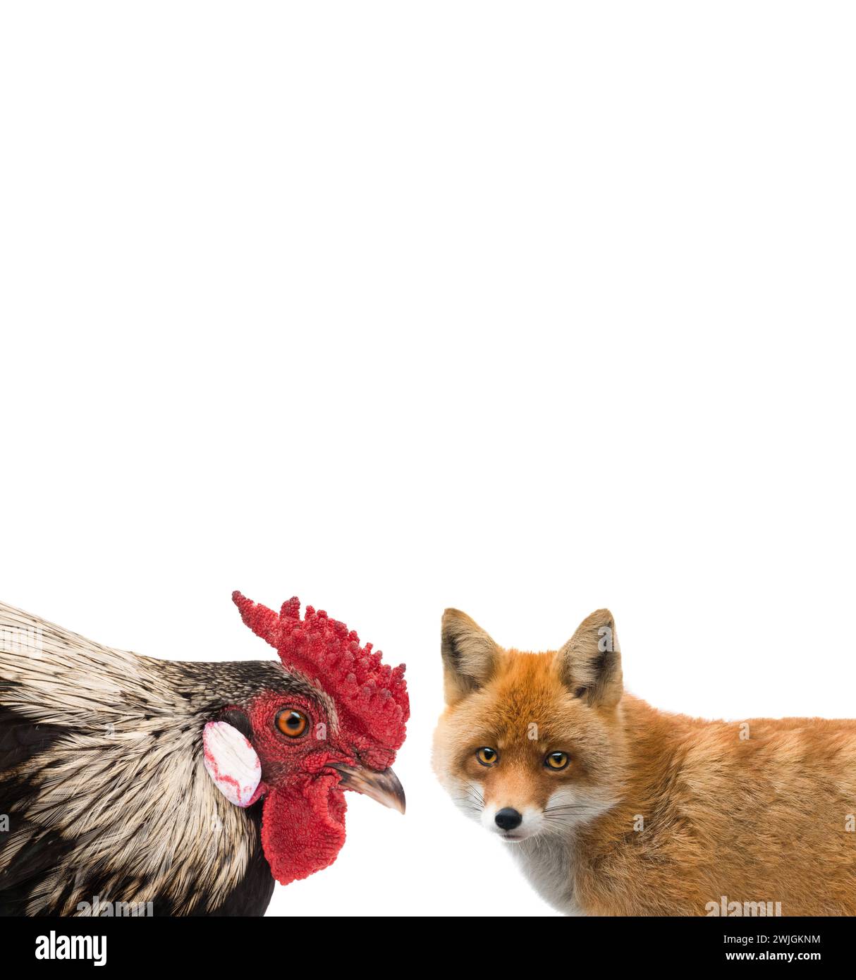 Rooster and fox isolated on a white background Stock Photo - Alamy