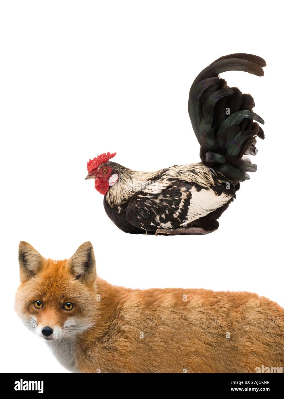 Rooster and fox isolated on a white background Stock Photo - Alamy