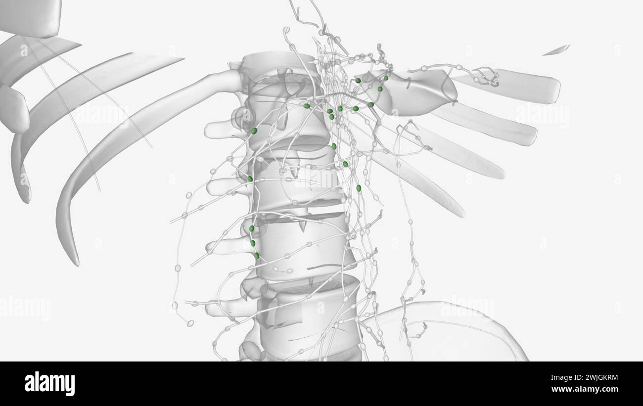 Pancreatic Iymph nodes 3d medical Stock Photo - Alamy