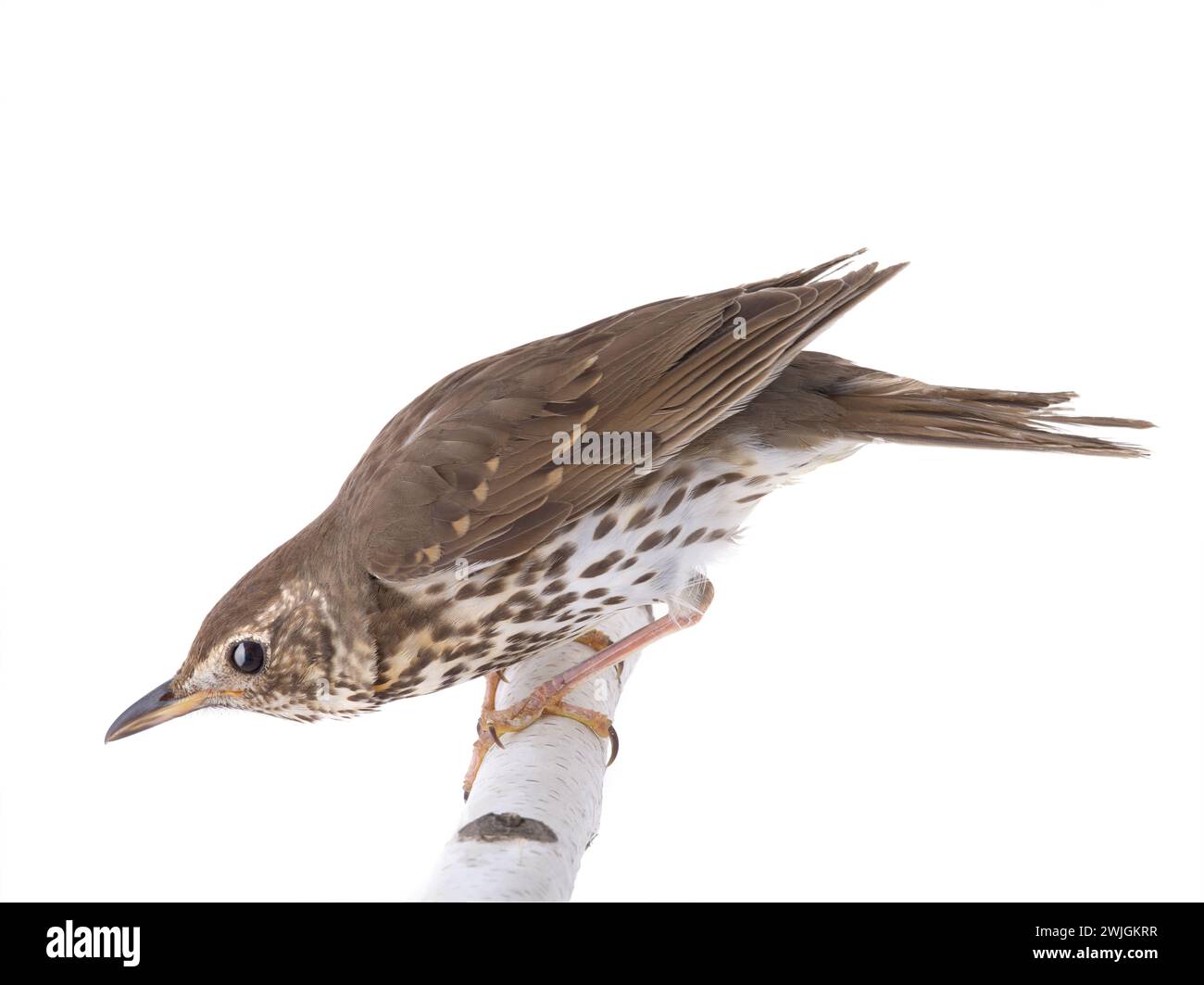 Song thrush isolated hi-res stock photography and images - Alamy