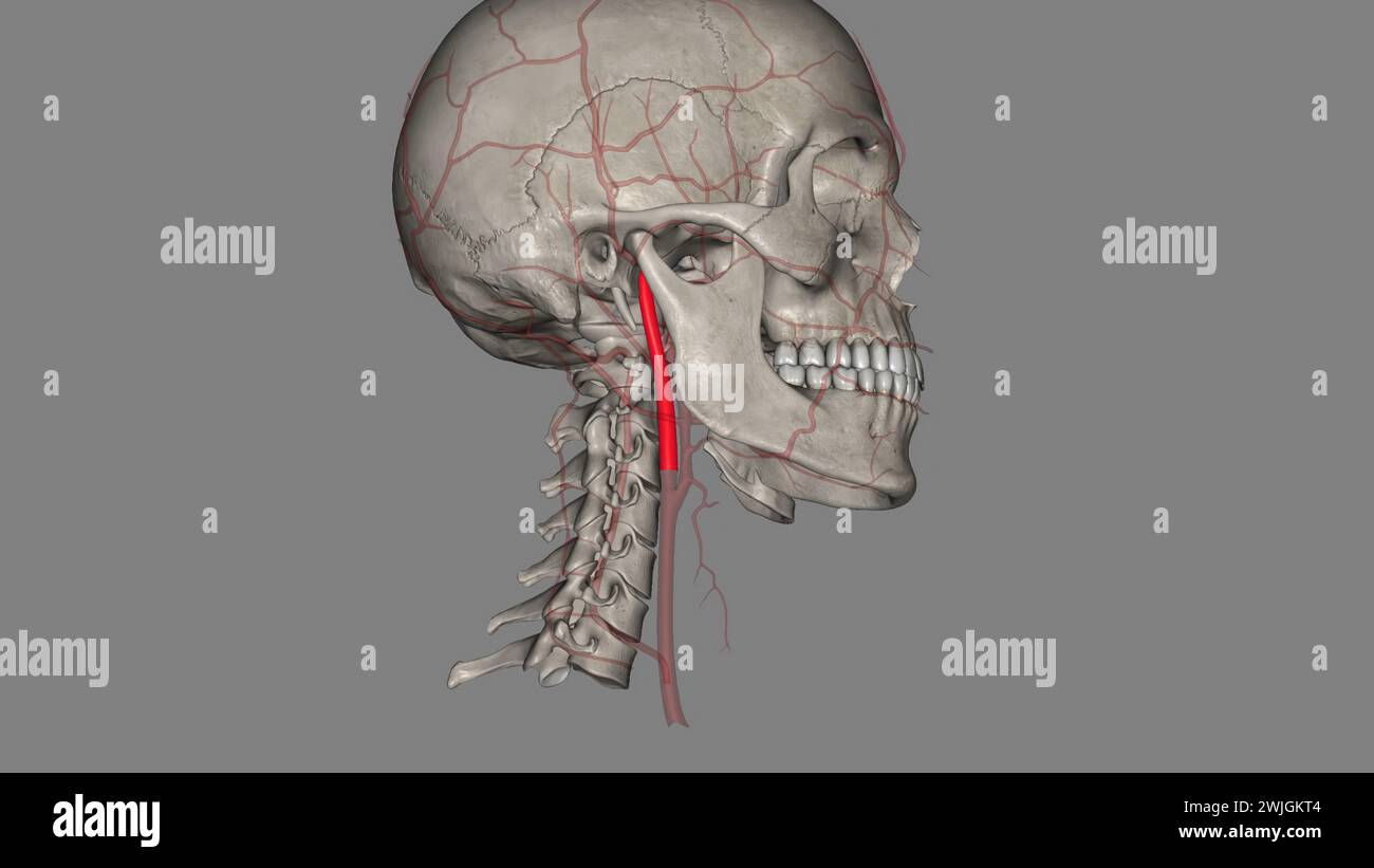 Scalp muscles hi-res stock photography and images - Alamy