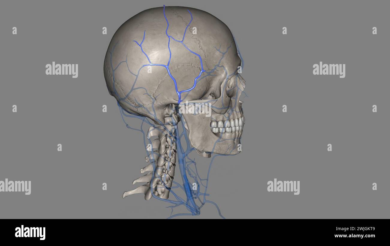 Blood flow to the ear hi-res stock photography and images - Alamy