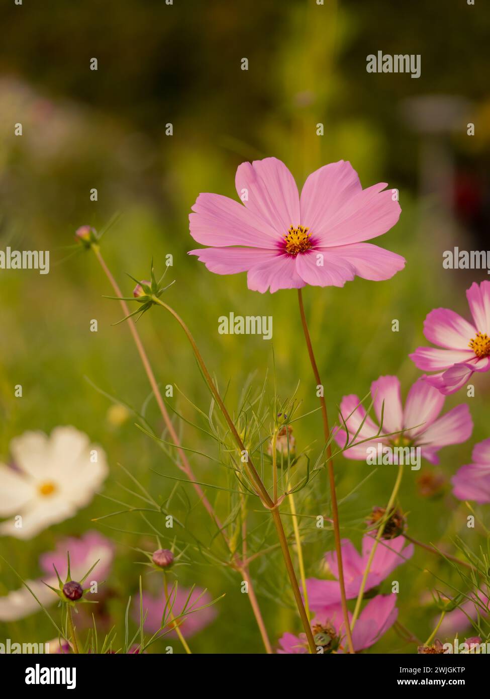 Long wild stem flower hi-res stock photography and images - Alamy