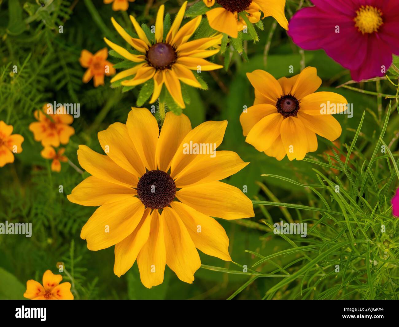 Beautiful yellow flowers on summer hi-res stock photography and images ...