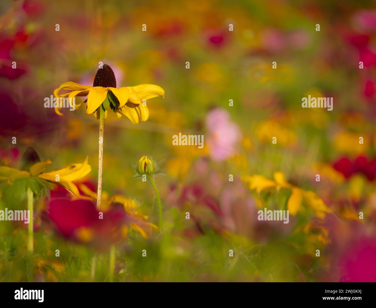 summer time with its colorful colors Stock Photo - Alamy
