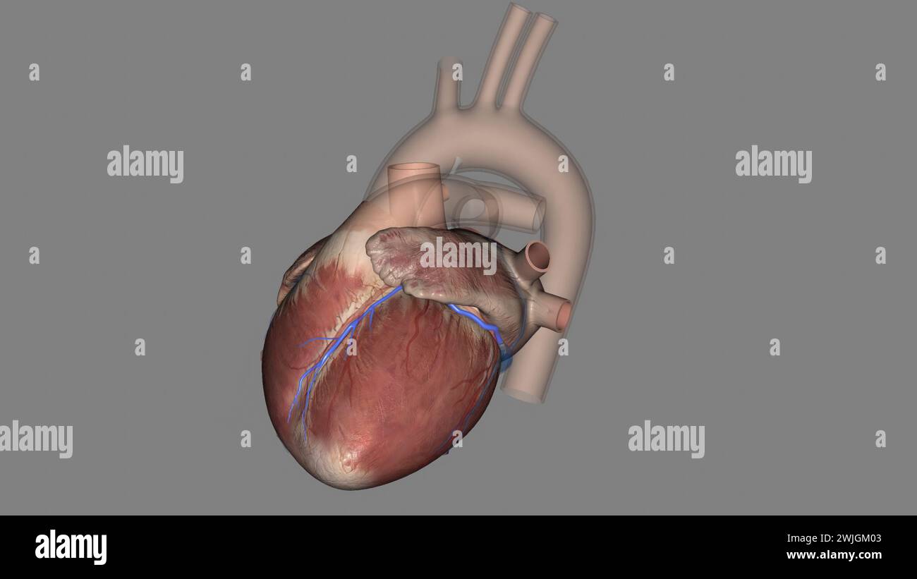 Cardiac apex hi-res stock photography and images - Alamy